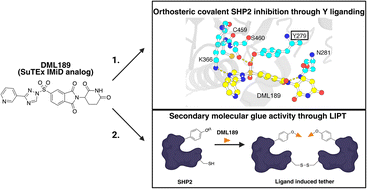 Protein tyrosine phosphatase inactivation by electrophilic tyrosine ...