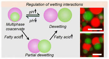 pH-responsive regulation of multiphase coacervate wetting via phase ...