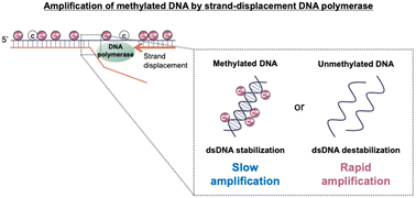 Detection of CpG methylation based on the change in amplification ...