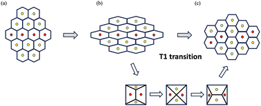 Statistical mechanics of cell aggregates: explaining the phase ...