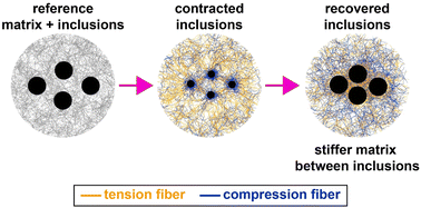Stiffening of a fibrous matrix after recovery of contracted inclusions ...