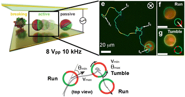 Run-and-tumble dynamics of active giant vesicles - Soft Matter (RSC ...