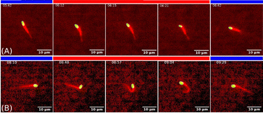 Medium-assisted tumbling controls bacteria exploration in a complex ...