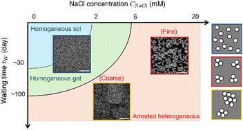 Real-space observation of salt-dependent aging in LAPONITE® gels - Soft ...