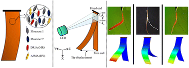 Multi-wavelength actuation of dual-dye-doped liquid crystal network thin films: experiments and ...