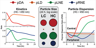 Chirality and concentration govern polycatecholamine self-assembly: a ...