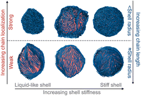 Shape spectra of elastic shells with surface-adsorbed semiflexible ...