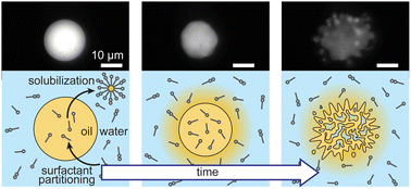 Nonequilibrium surfactant partitioning into microdroplets generates ...