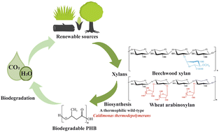 Polyhydroxyalkanoate (PHA) production by thermophilic Caldimonas ...