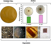 Degradation investigation and active packaging performance of cross ...