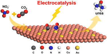 Tuning intermediates' adsorption for efficient electrosynthesis of urea ...