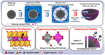Polymer-assisted yttrium surface-enrichment doping of O3-type NaNi1 ...