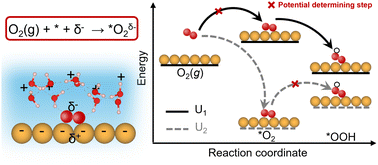 The critical role of potential-dependent O2 adsorption in ...