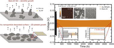 Sparse Au nanoparticle arrays modulate Zn nucleation pathways and ion ...