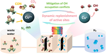 Dynamic Cu valence state cycling regulates urea–OH− adsorption ...