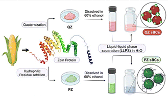 A synthetic biomolecular condensate from plant proteins with controlled ...