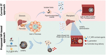 Multifunctional PLGA nanocomposites to improve beta cell replacement ...