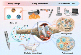 Biodegradable Zn–Li–Sr alloy implants with antioxidant properties for ...