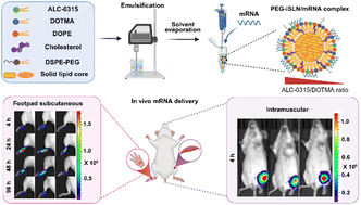 Enhanced mRNA and pDNA delivery via PEGylated solid lipid nanoparticles ...