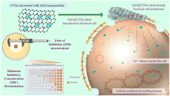 Pioneering bactericidal efficacy with nitrogen doping and zinc oxide ...