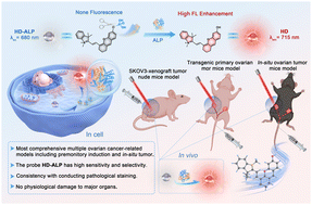 HD-ALP fluorescent probe: a high-sensitivity tool for alkaline ...