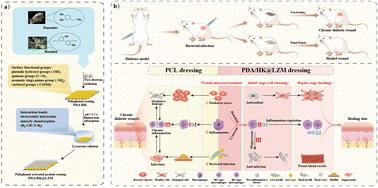 Spatiotemporally modulated polyphenol–protein coating for accelerated ...