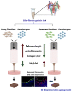 A 3D bioprinted in vitro full-thickness skin aging model - Journal of ...