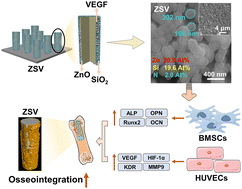 A core–shell structured VEGF-SiO2@ZnO nanorod array for enhancing osteogenesis performance of Zn ...