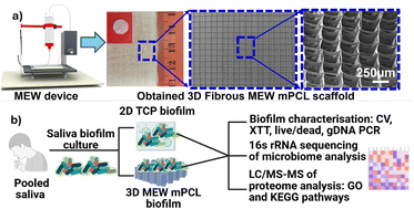 Proteome and microbiome profiles of polymicrobial salivary biofilms on ...