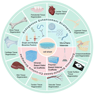 Active empowerment of cell sheets: culture-stage intervention ...