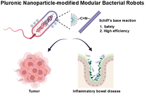 Pluronic nanoparticle-modified modular bacterial robots for therapy of ...