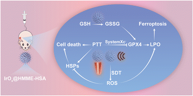 A multifunctional nanocatalytic ferroptosis amplifier based on ...