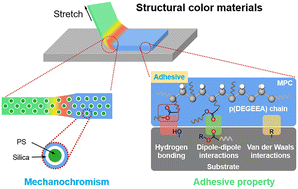 Adhesive, mechanochromic structural color materials for large strain ...