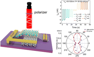 Integrated bidirectional and polarization-sensitive photodetection in a ...