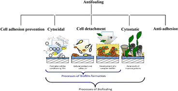 Polymers for anti-fouling applications: a review - Environmental ...
