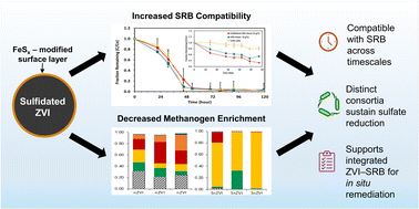 Impact of ZVI and sulfidated ZVI on sulfate-reducing microbial ...