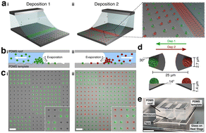 Controlling spatial structure in minimal microbial communities by ...
