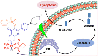 Flavoplatins: photoactivated platinum(iv) prodrugs bearing axial N ...