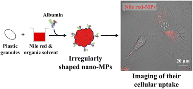 Preparation of irregularly shaped, nano-sized, fluorescent microplastic ...