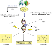 DNA oxidation, strand-breaks and etheno-adducts formation promoted by ...