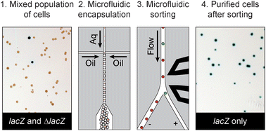 Fluorescence-activated droplet sorting (FADS): efficient microfluidic cell sorting based on ...