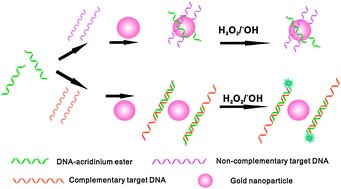 Superquenching acridinium ester chemiluminescence by gold nanoparticles for DNA detection ...