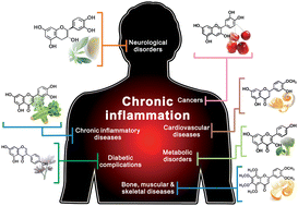 Anti-inflammatory activity of natural dietary flavonoids - Food ...