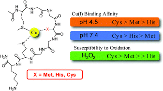 A comparison of methionine, histidine and cysteine in copper(i)-binding ...