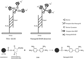 Introduction of nanogold–DAB as a HRP substrate for simplifying ...