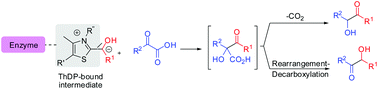 α-Hydroxy-β-keto acid rearrangement–decarboxylation: impact on thiamine ...