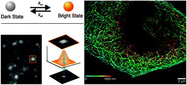 Single-molecule localization microscopy – near-molecular spatial ...