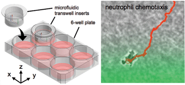 Microfluidic transwell inserts for generation of tissue culture ...