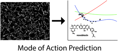 Mechanism of action-based classification of antibiotics using high ...