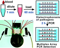 An integrated microfluidic device utilizing dielectrophoresis and multiplex array PCR for point ...